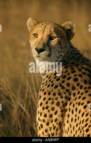 Portrait of a cheetah looking back over its shoulder Northern Delta ...