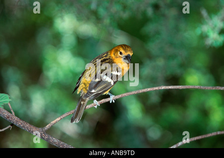 American Goldfinch in Arizona Sonora Desert Museum Stock Photo - Alamy