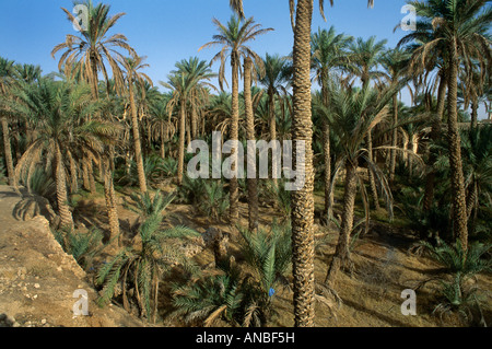 Burami Oman Oasis Stock Photo - Alamy