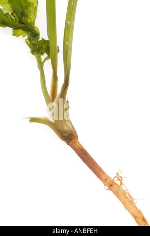 Root rot on parsley Stock Photo - Alamy