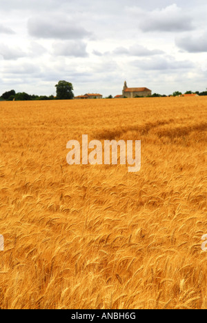 Wheat field, landscape of agricultural grain crops. Georgia Stock Photo ...