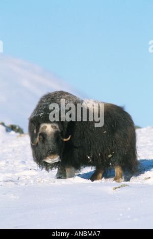 Muskox (Ovibos moschatus) female and bull on the tundra during rut in ...