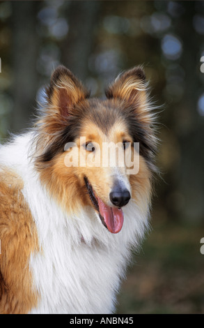 longhaired Collie Portrait Stock Photo - Alamy