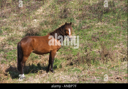 Garrano Pony. Bay adult standing in habitat Stock Photo - Alamy