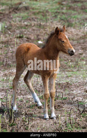 Garrano Pony - foal Stock Photo - Alamy