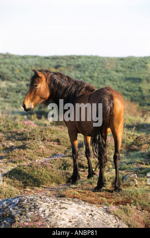 Garrano Pony. Bay adult standing in habitat Stock Photo - Alamy
