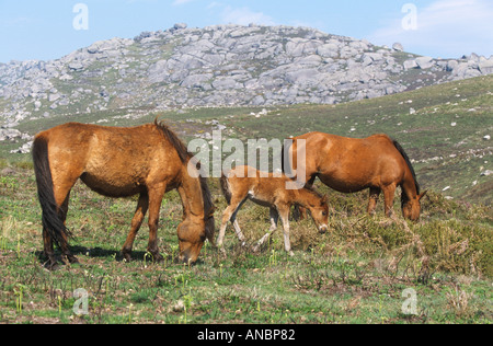 Garrano Pony. Family group with foal, walking Stock Photo - Alamy