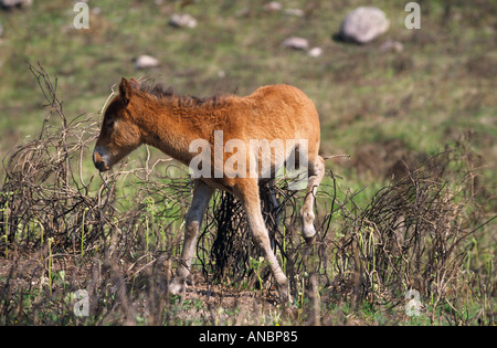 Garrano Pony. A foal has got caught in the undergrowth Stock Photo - Alamy