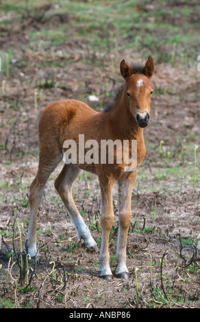 Garrano Pony. Foal standing Stock Photo - Alamy