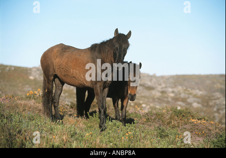 Garrano Pony. Two bay adults standing Stock Photo - Alamy