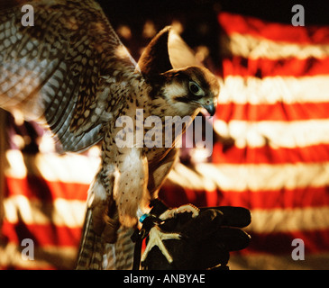Falcon Flying and US Flag Stock Photo - Alamy
