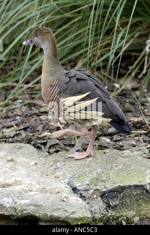 Plumed or Eyton s Whistling Duck Stock Photo - Alamy