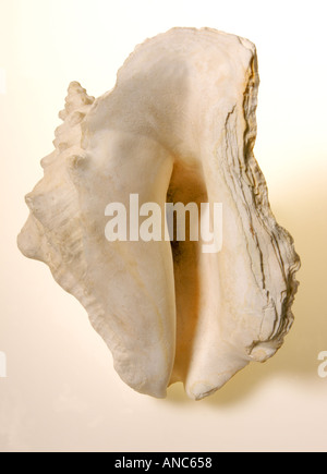 mussel snail shell snailshell Stock Photo - Alamy