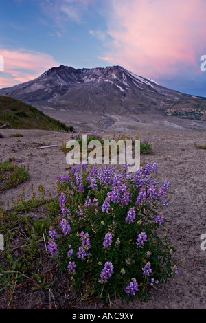 Mount St. Helens flowers Stock Photo - Alamy