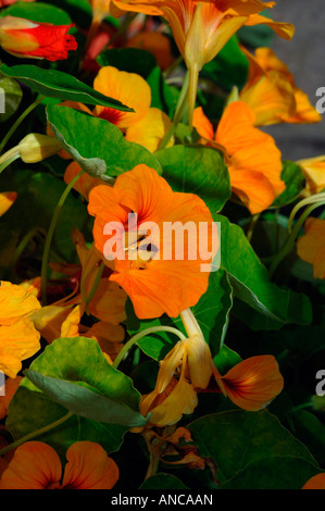 A Vivid Orange Mimulus Also Known As A Monkey Flowers Stock Photo - Alamy