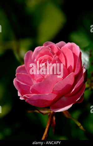 Beautiful rose with pink petals grown in the garden on a blurred ...