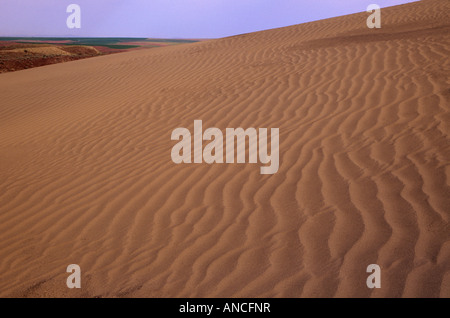 Dune, Juniper Dunes Wilderness, Washington Stock Photo - Alamy