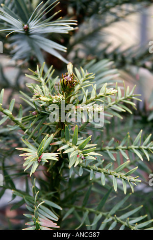 Wollemi Pine - Wollemia nobilis Ancient Tree species from Wollemi Stock Photo - Alamy