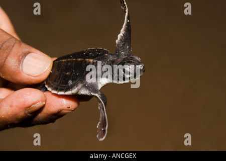 Baby Greenback Turtle - Chelonia mydas Stock Photo - Alamy