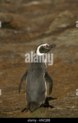 Magellanic penguins (Spheniscus magellanicus) on the grasslands of ...