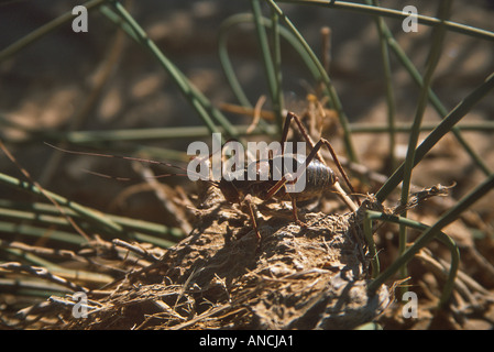 Armoured ground cricket (Acanthoplus discoidalis: Tettigoniidae Stock ...
