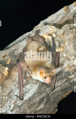 Pallid Bat Antrozous pallidus Tucson, Arizona, United States 9 April ...