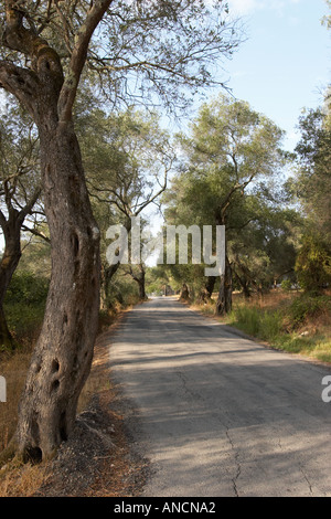 Olive trees lining the road. Corfu island, Greece Stock Photo - Alamy