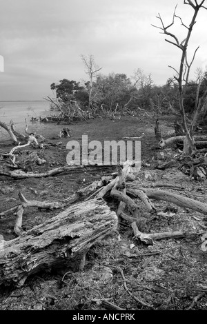 A seaside swamp located on Annette Key, near Key West, Florida USA ...