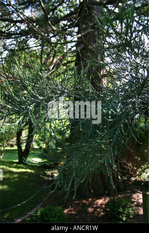 Close up of young sequoia tree seedlings, growing giant sequoia trees ...