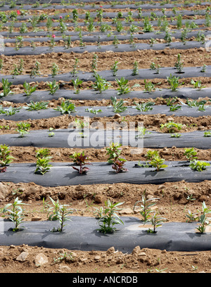 Crops Grown with Weed Barrier Stock Photo - Alamy