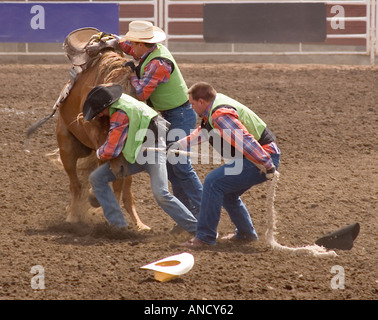 The Wild Horse Race, Calgary Stampede, Calgary, Alberta Stock Photo - Alamy