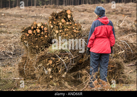 using brashwood as biofuel from forestry trees Stock Photo - Alamy