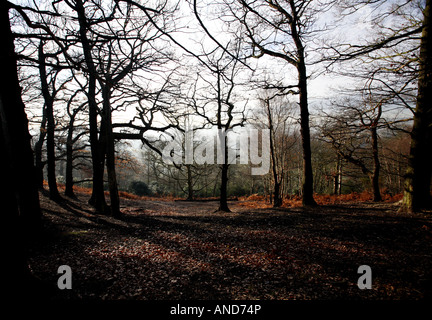 Bramcote Park - Nottingham. A misty Bramcote Park in Nottingham Stock ...