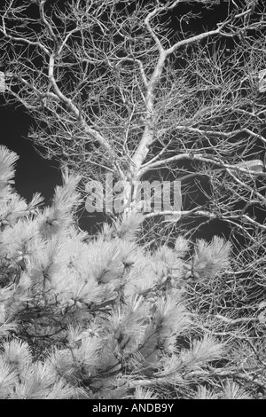 Black and White Infrared view of fence and trees, Kentucky Stock Photo ...