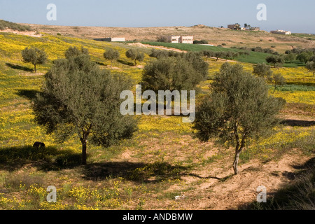 Near Tarhouna, Libya. Rural Scene Young Olive Trees Houses Wild Flowers ...