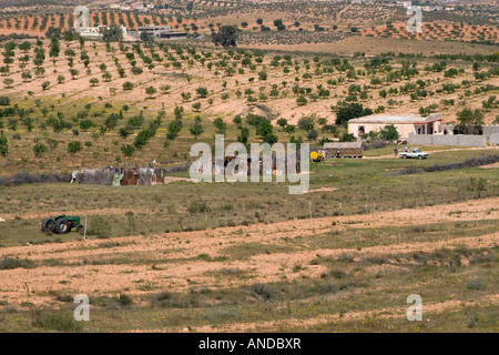 Sidi al Gharib near Tarhouna Libya Farms Countryside with Olive Trees ...