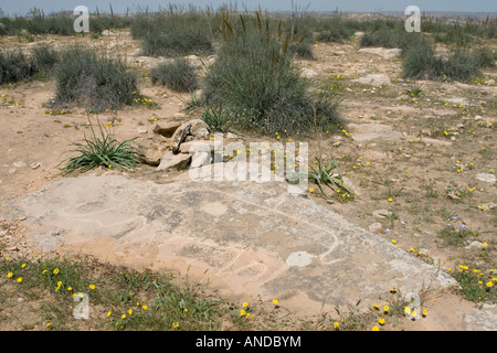 Sidi al Gharib near Tarhouna Libya Farms Countryside with Olive Trees ...
