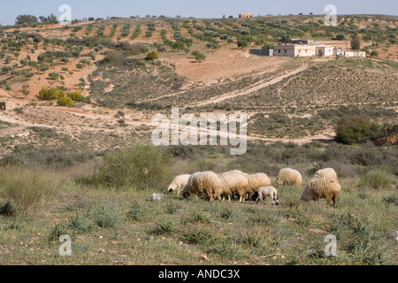 Near Tarhouna, Libya. Countryside Sheep Olive Trees Farm Stock Photo ...
