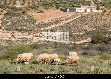 Near Tarhouna, Libya. Countryside with Olive Trees Stock Photo - Alamy