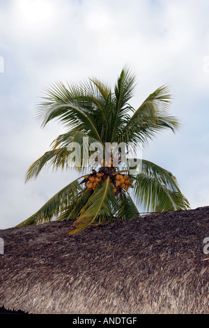 Coconut Palm over a Thatched Roof Stock Photo - Alamy