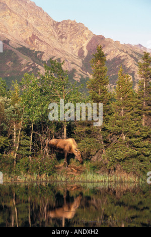 Alaskan Cow and Calf Moose, Shot in the wild Stock Photo - Alamy
