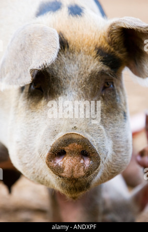 Gloucestershire Old Spots pig an english breed of pig with black spots ...