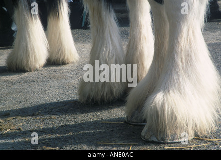 Shire Horse hoof Stock Photo - Alamy