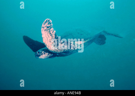 Green Turtle with Fibropapilloma tumor growing on eye Stock Photo - Alamy
