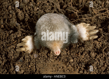 Eastern Mole (Scalopus aquaticus Stock Photo - Alamy