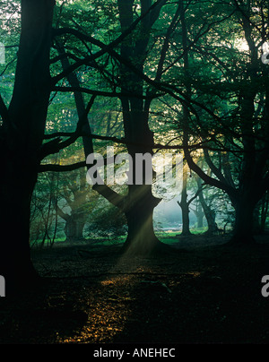 A large Beech at Frithsden Beeches, Hertfordshire, in Autumn with ...