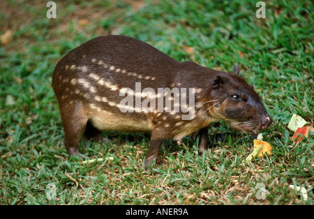 Cuniculus spotted paca mammals of south america / gibnuts giant rats ...