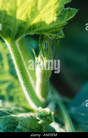 Zucchini flower bud, close-up Stock Photo - Alamy