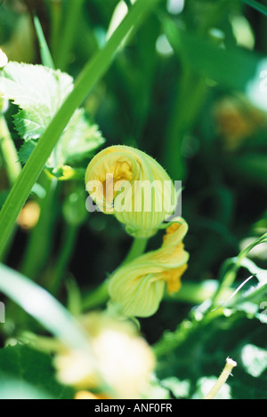 Zucchini flower bud, close-up Stock Photo - Alamy
