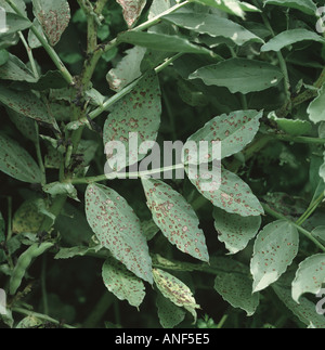 Chocolate spot Botrytis fabae lesions on field or broad bean plants ...